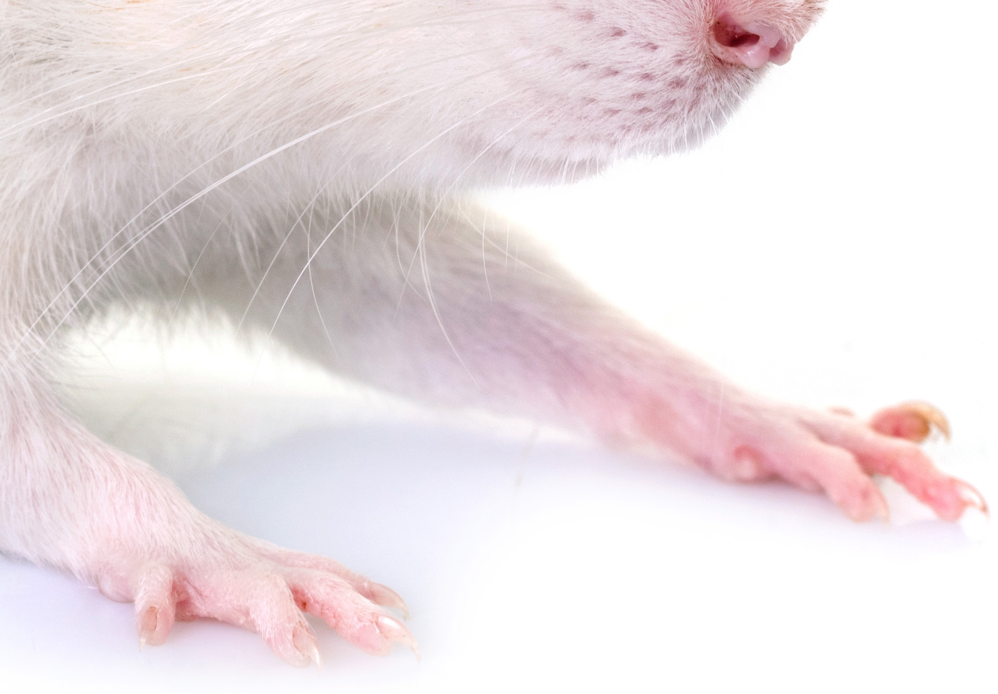 Five Signs You May Have an Autumn Rat Infestation - American Rat Five Signs You May Have an Autumn Rat Infestation - American Rat