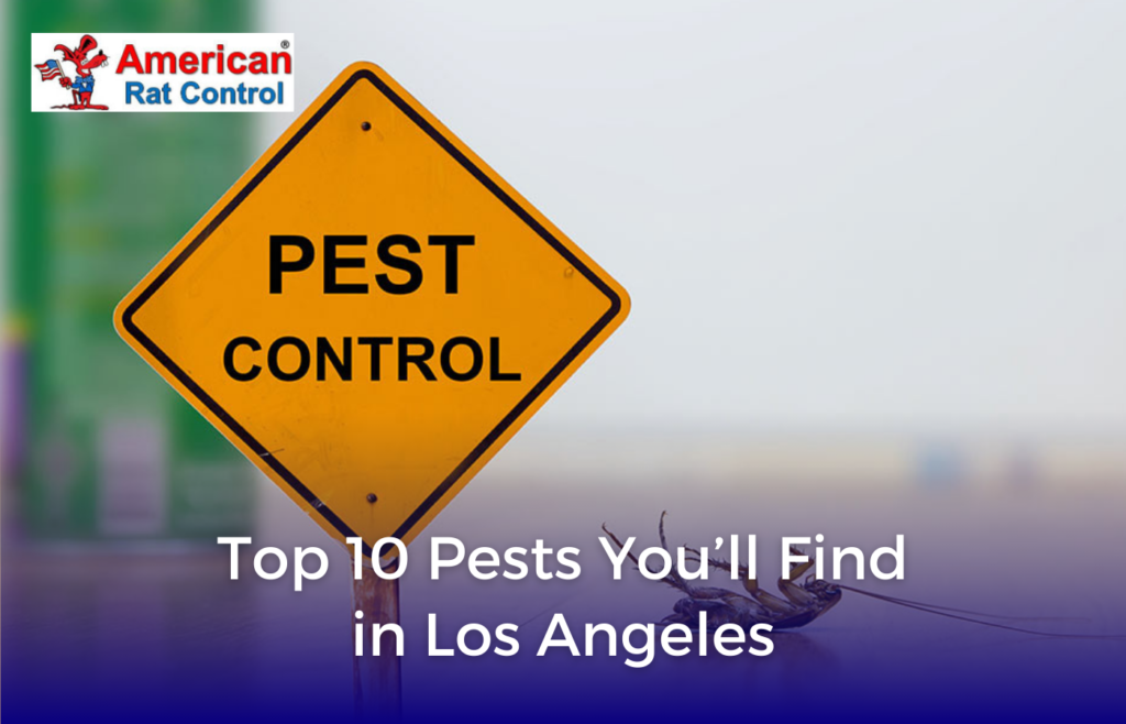 Top 10 Pests You’ll Find in Los Angeles | American Rat Control
